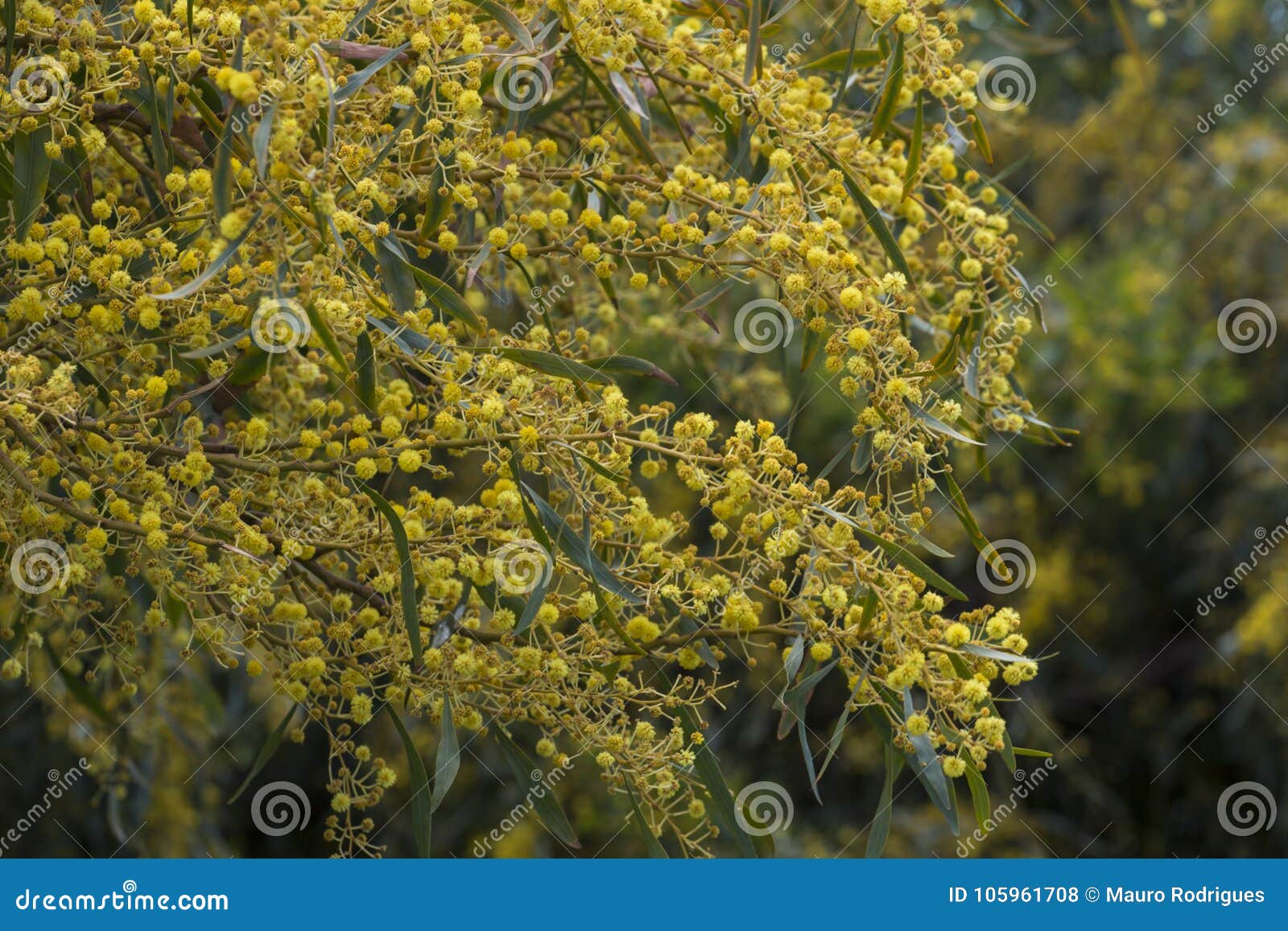 Blooming Acacia Saligna Tree Stock Photo - Image of bunch, macro: 105961708