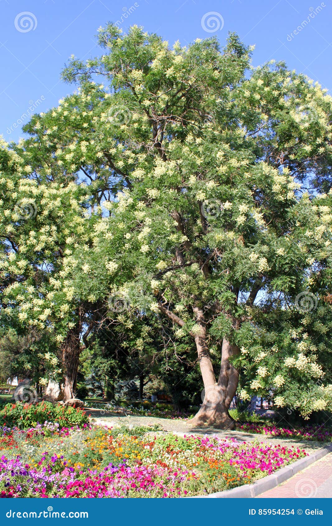 Blooming Acacia Tree in the Park Stock Photo - Image of blossom ...