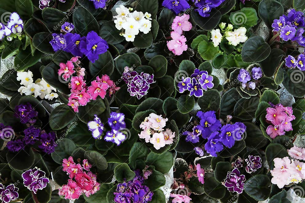 Blooming African violets stock photo. Image of nature - 41633890