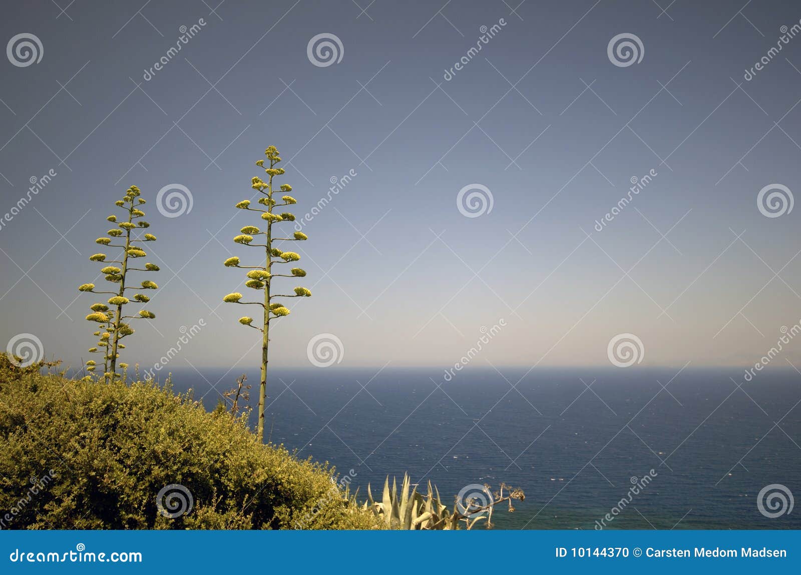 Blooming Agave sky blue stock photo. Image of beauty - 10144370