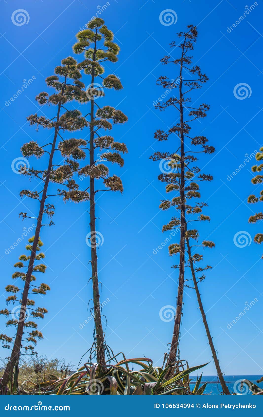 Blooming Agave Trees Against the Sky Stock Photo - Image of tequila ...