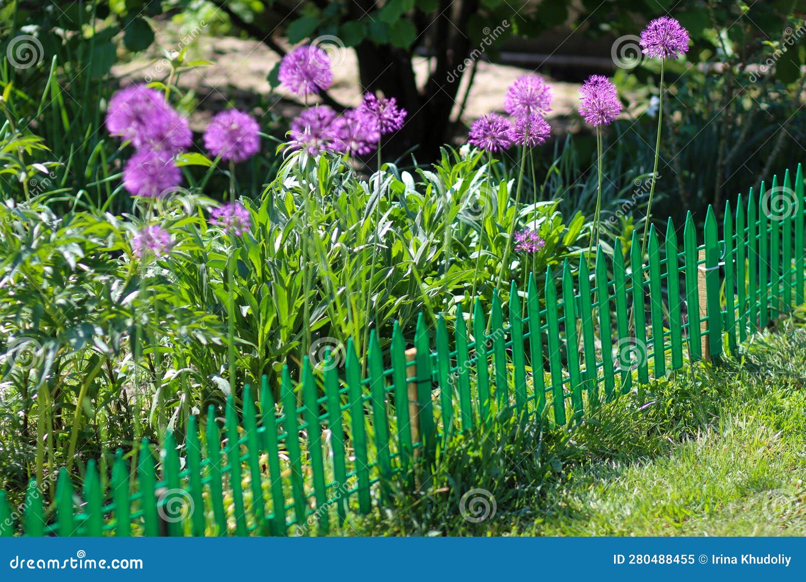 Blooming allium stock image. Image of purple, gardening - 280488455