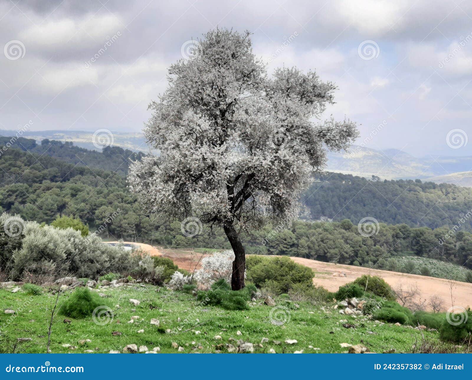 Blooming Almond Tree, Galilee, Israel Stock Photo - Image of tree ...