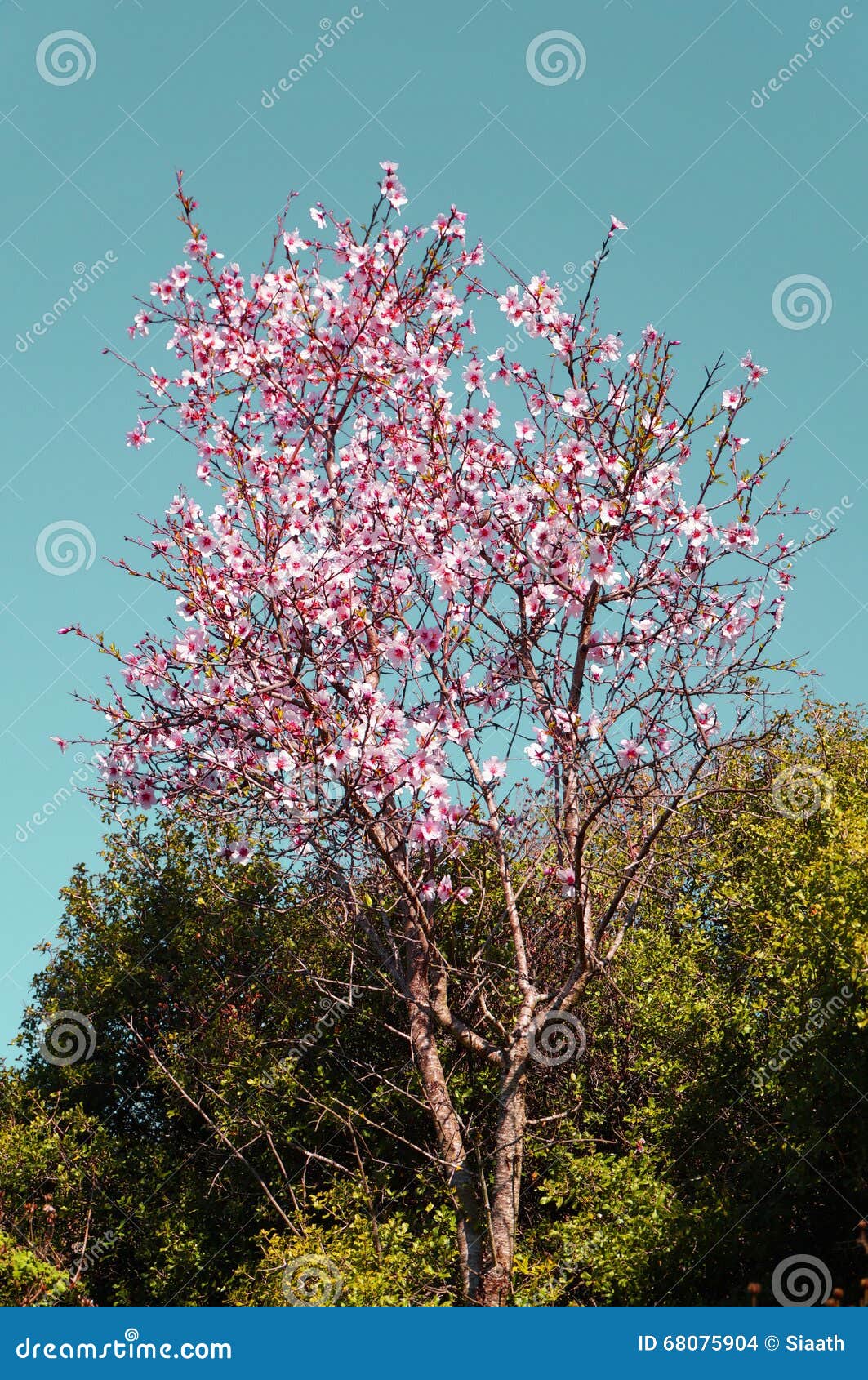 Blooming Almond Tree stock photo. Image of february, nature - 68075904