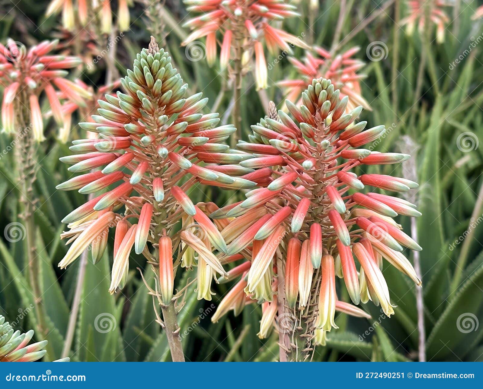 Blooming Aloe (Aloe Arborescens Stock Image - Image of flowers, aloe: 272490251