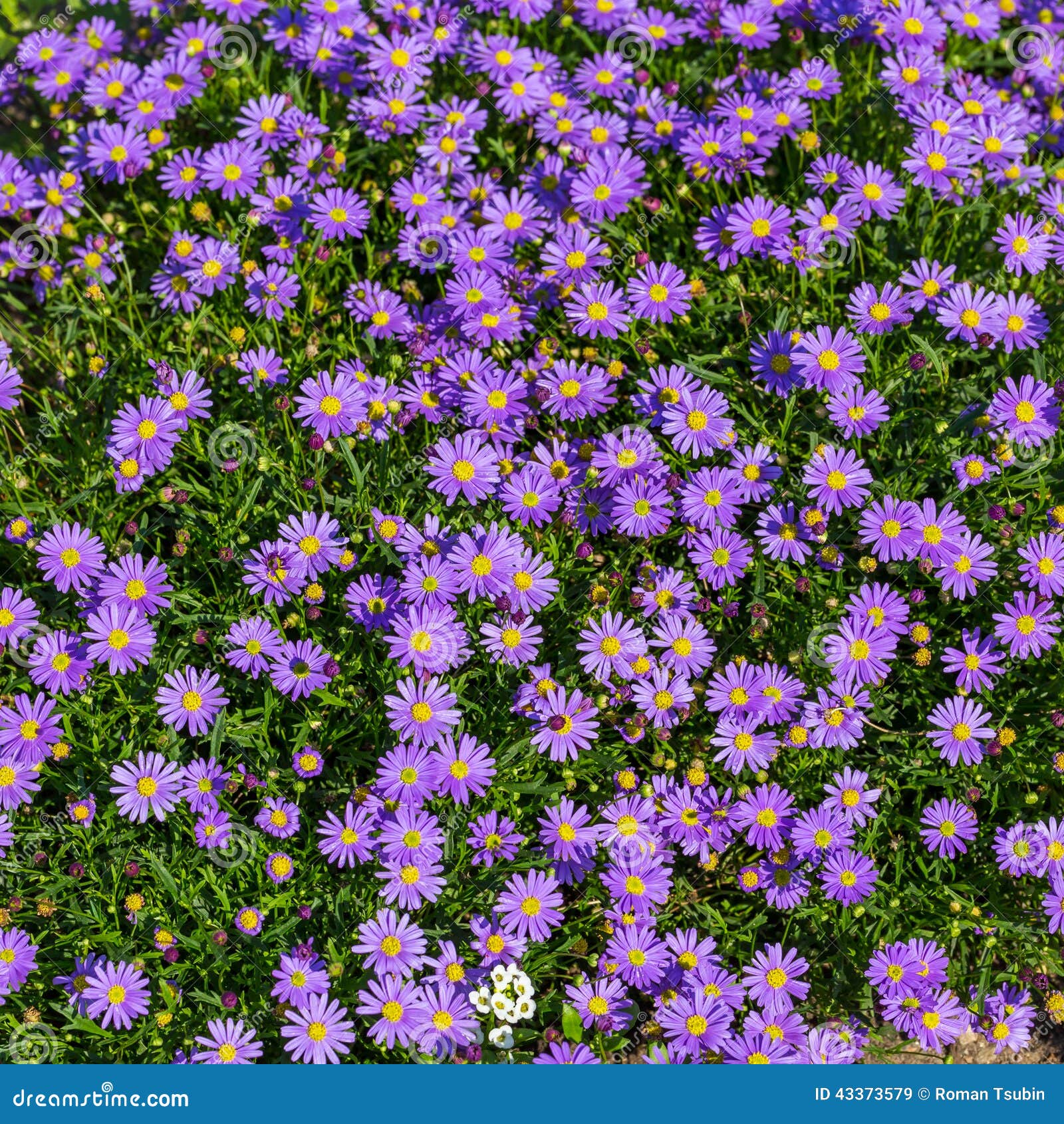 Blooming Alpine Asters - Aster Alpinus Stock Image - Image of bright ...