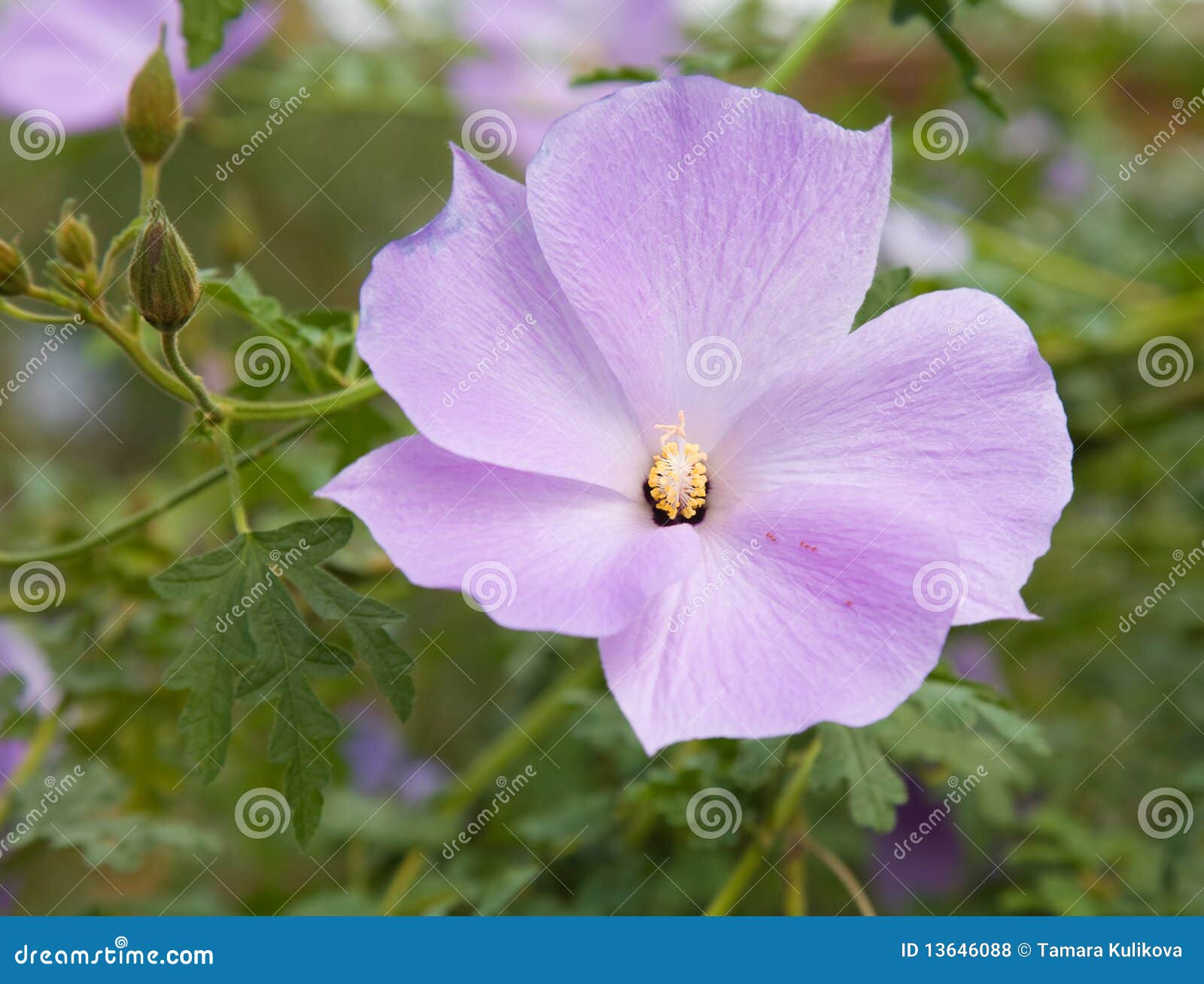 Blooming Alyogyne huegelii stock photo. Image of flower - 13646088
