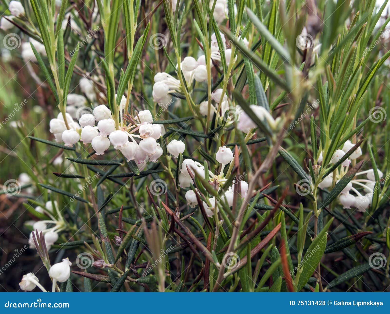 Blooming Andromeda Polifolia Stock Photo - Image of leaf, bush: 75131428