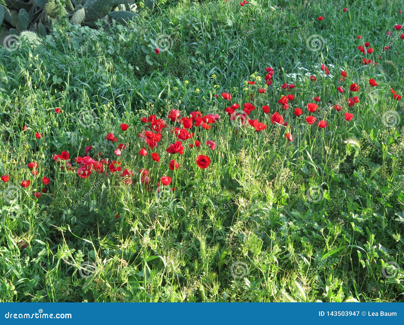Blooming anemones field stock image. Image of anemones - 143503947