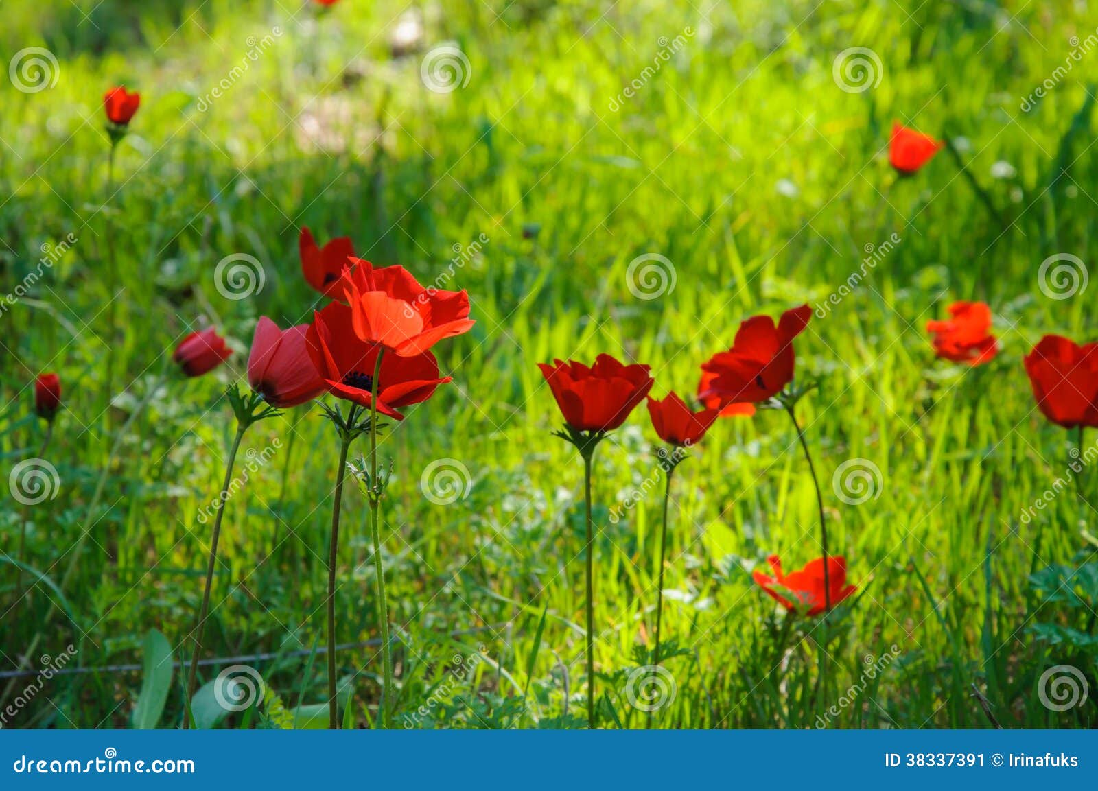Blooming anemones field stock image. Image of petal, field - 38337391