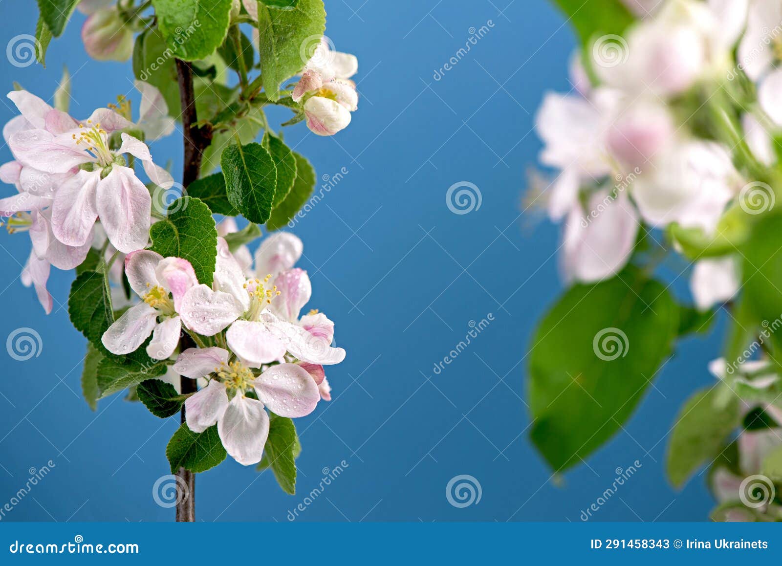 Blooming Apple Flowers on Blue Background. Spring Timelapse of Opening ...
