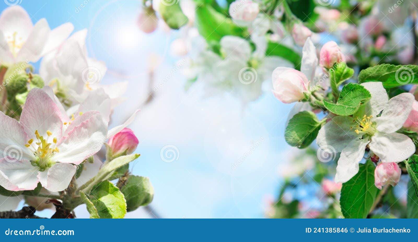 Blooming Apple Flowers Header Stock Photo - Image of copy, apple: 241385846