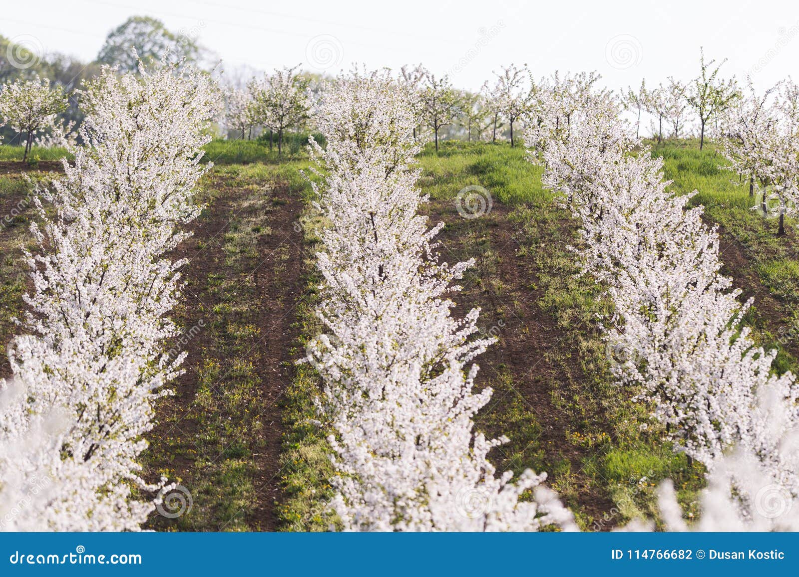 Blooming Apple Orchard Field Stock Photo - Image of orchard, fields ...