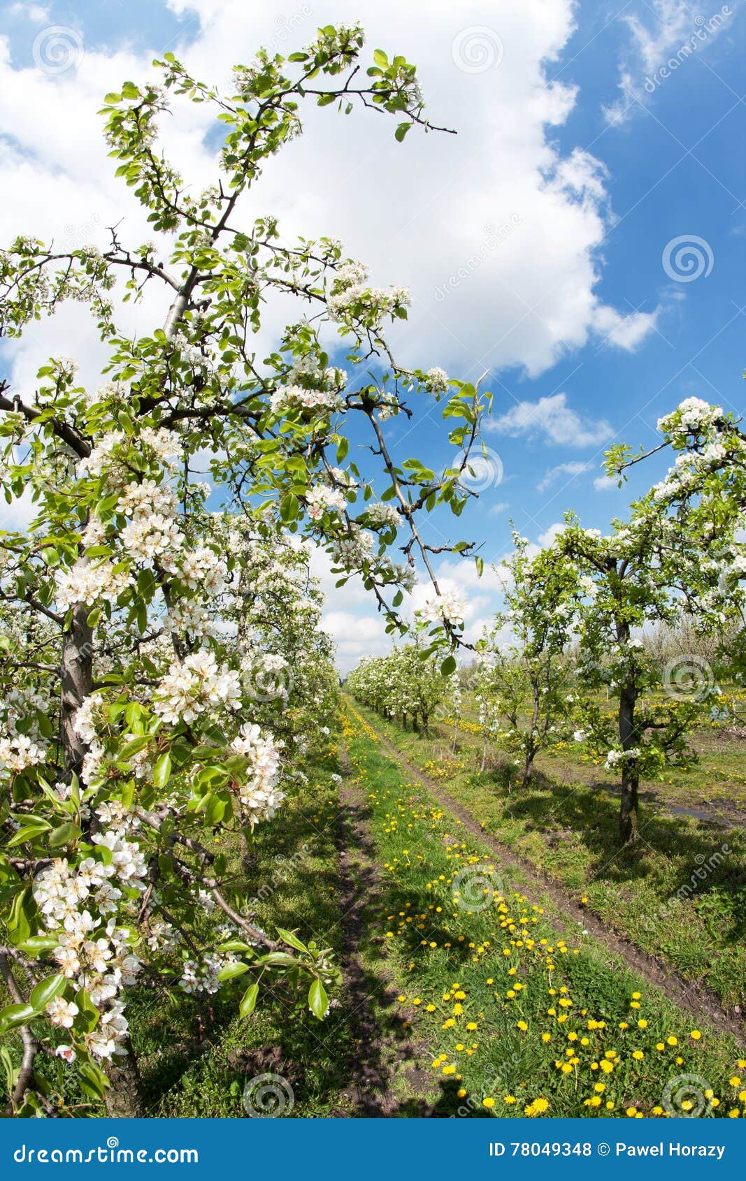 Blooming Apple Orchard in Spring 3 Stock Photo - Image of tree, spring ...