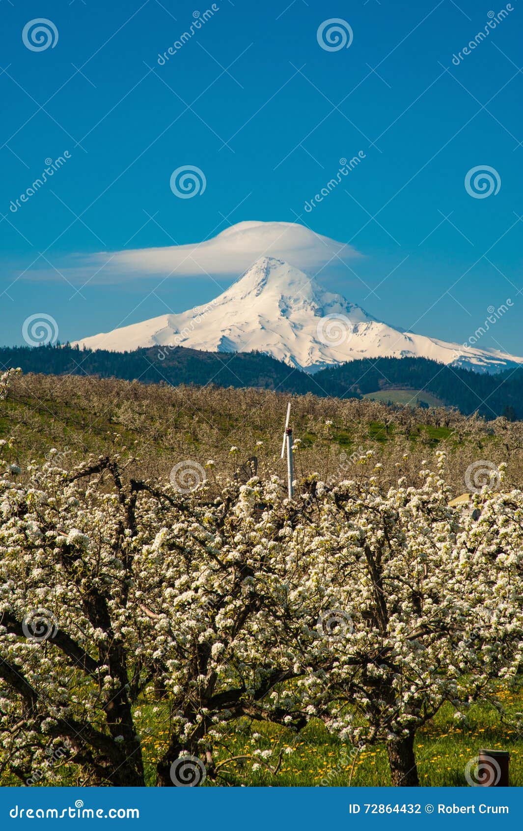 Blooming Apple Orchards in the Hood River Valley, Oregon Stock Photo ...