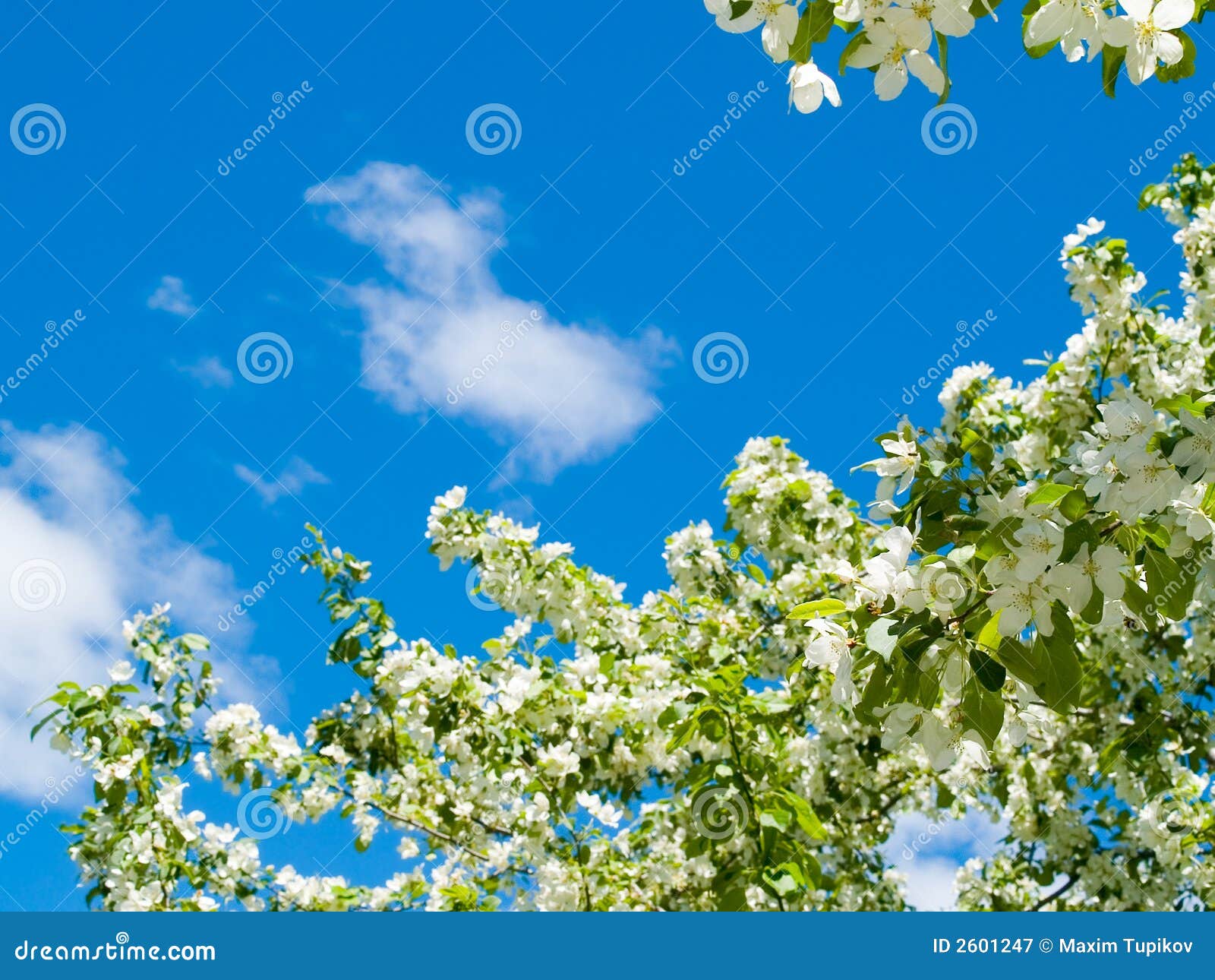 Blooming Apple Tree Background Stock Image - Image of apple, cherry ...