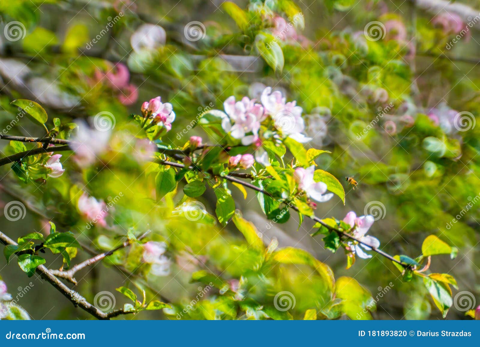 Blooming Apple Tree Background Stock Photo - Image of helios ...