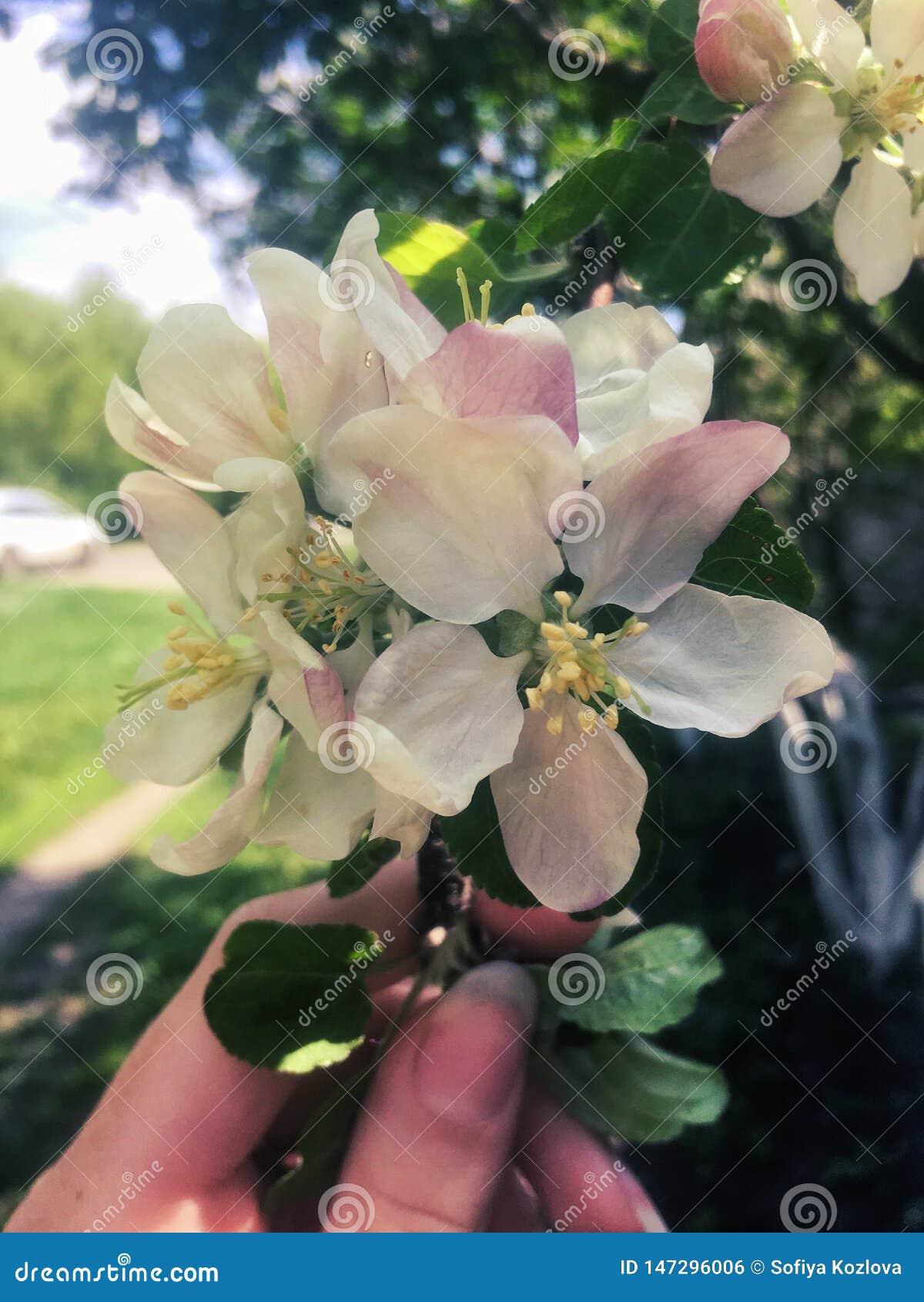 Blooming apple tree stock photo. Image of apple, beautiful - 147296006