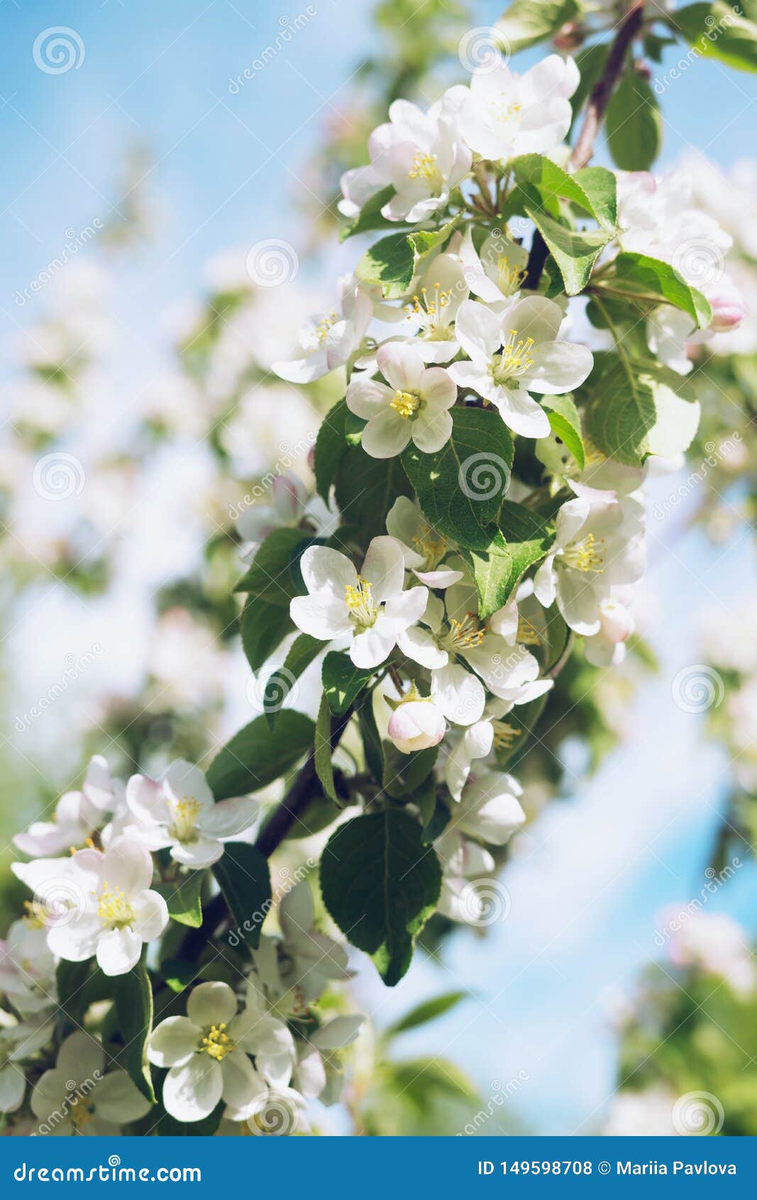 Blooming apple tree stock photo. Image of beautiful - 149598708