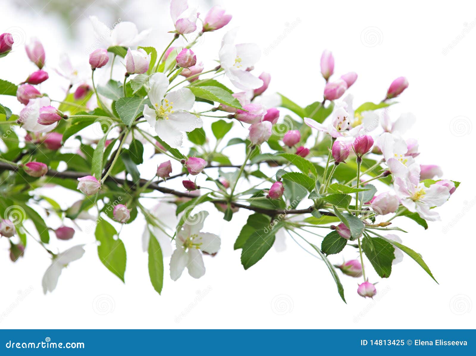 Blooming apple tree branch stock image. Image of flowers - 14813425