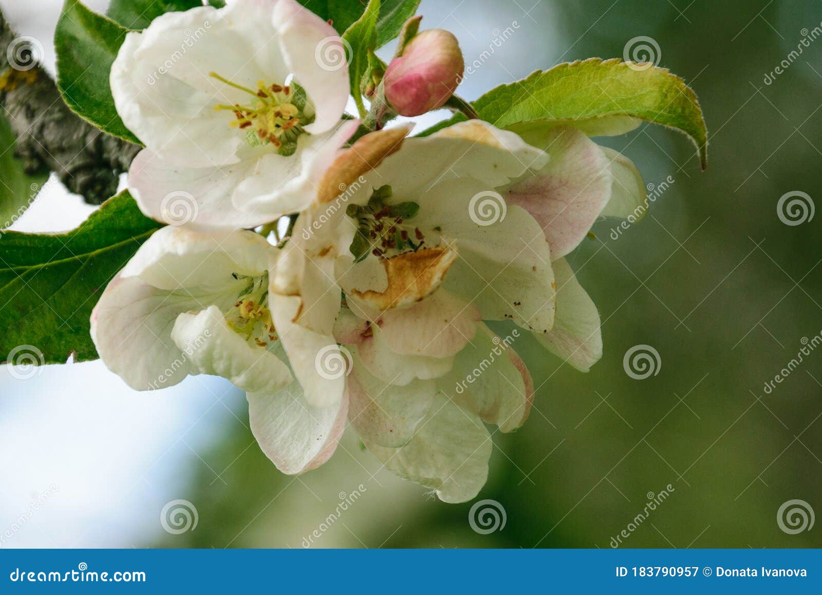 Blooming Apple Tree Branch Antonovka Close-up in May. Stock Image ...