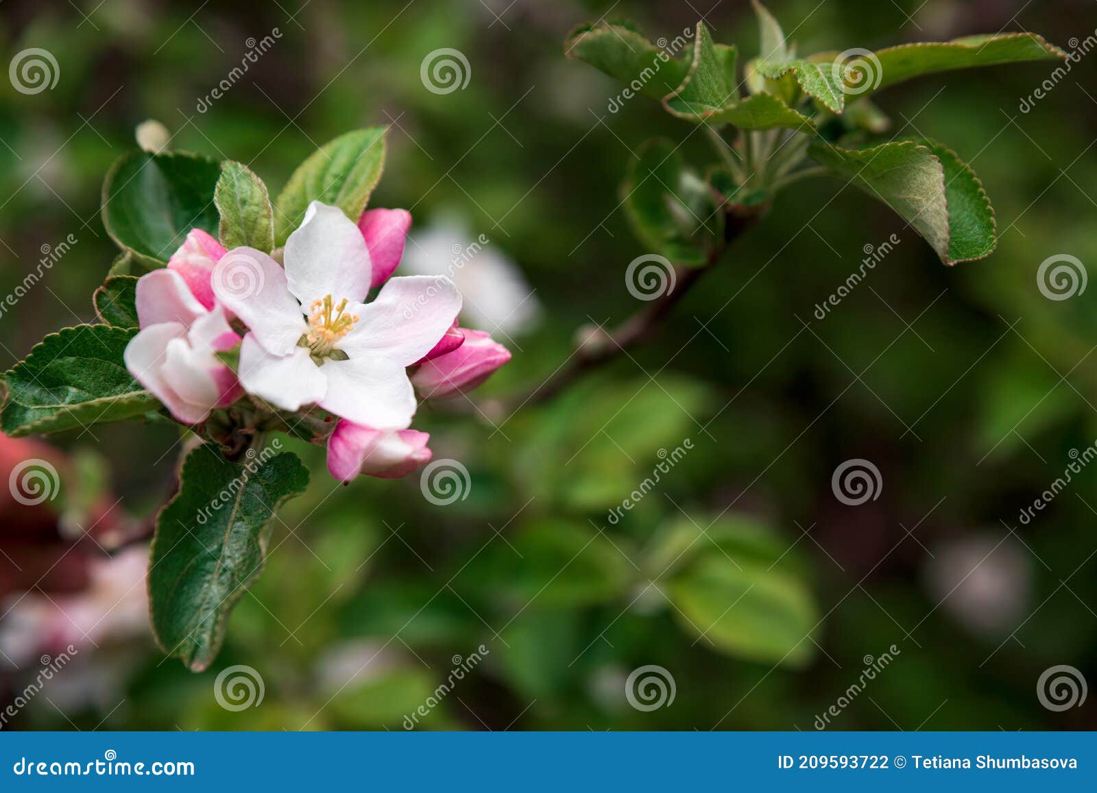 Blooming Apple Tree Branch at Spring Garden. Soft Focus Stock Photo ...