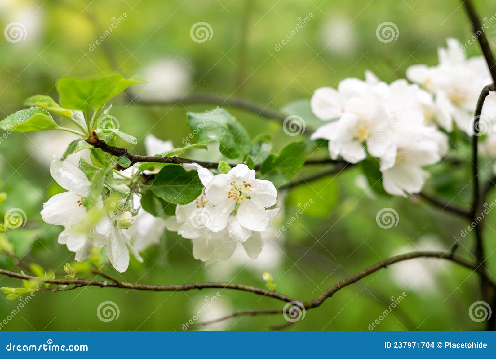Blooming Apple Tree Branch with White Flowers in Spring Garden Stock ...