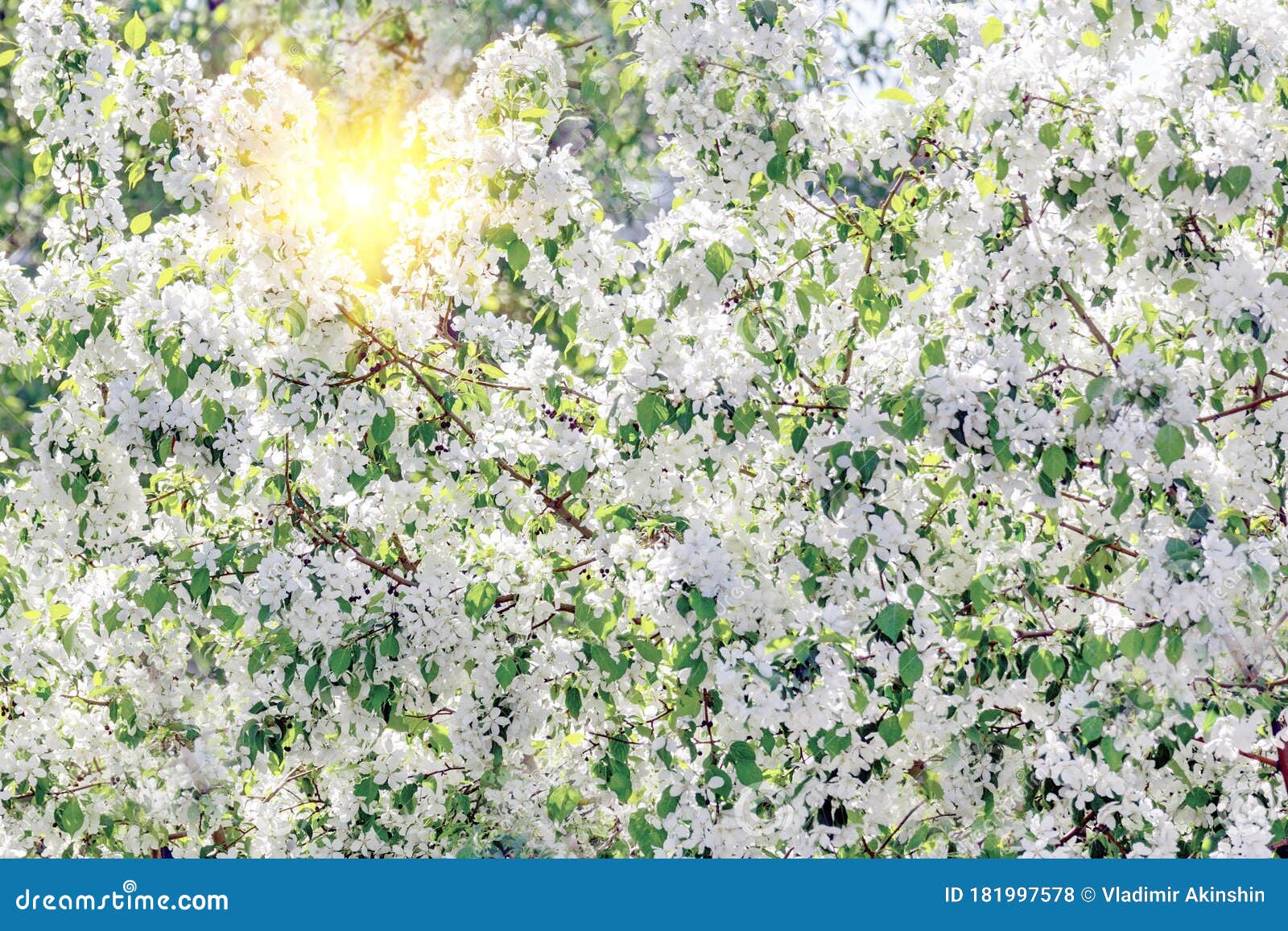 Blooming Apple Tree Close-up on a Background of Blue Sky Stock Photo ...