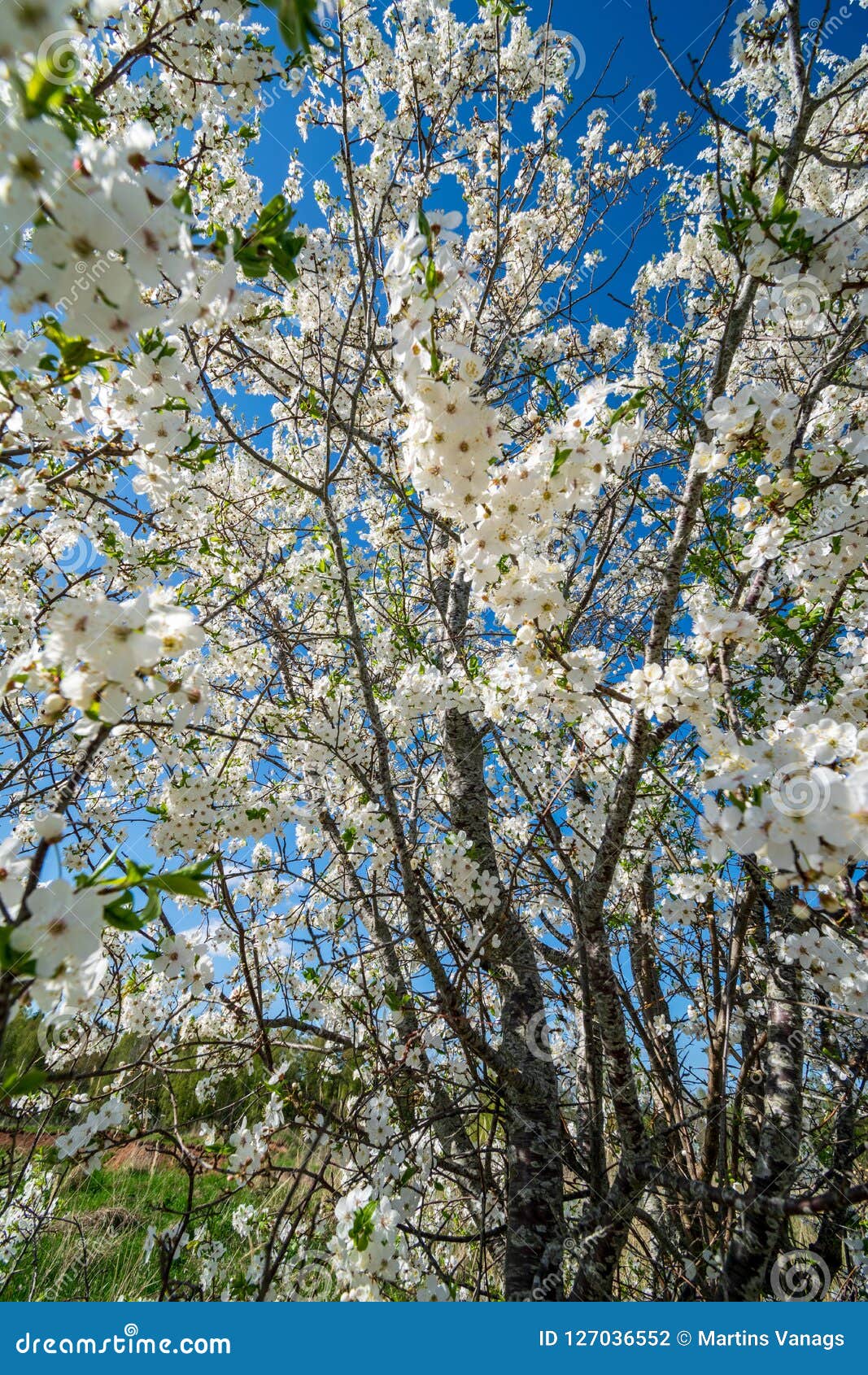 Blooming Apple Tree in Early Spring Stock Photo - Image of rural ...