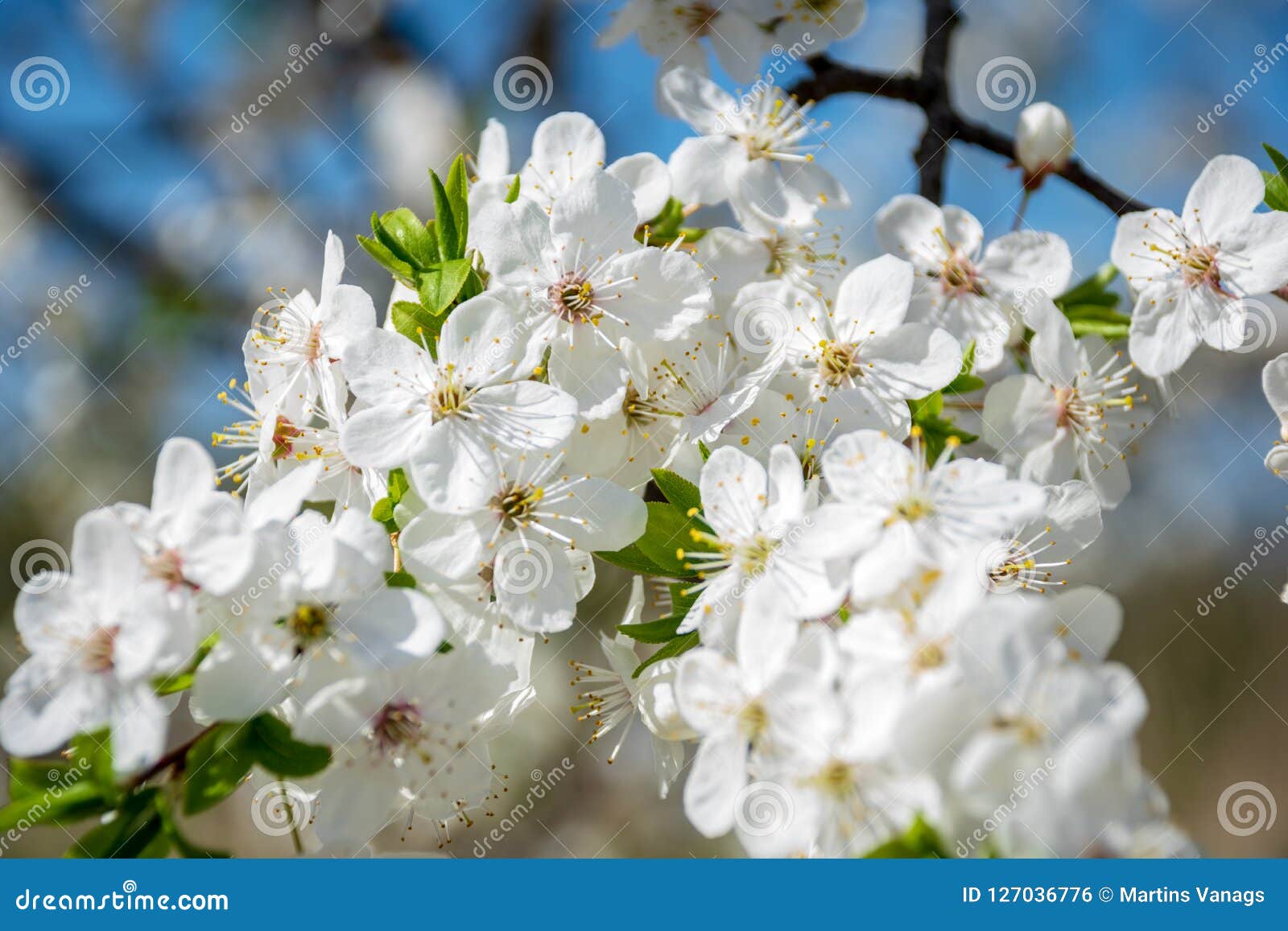 Blooming Apple Tree in Early Spring Stock Photo - Image of scene ...