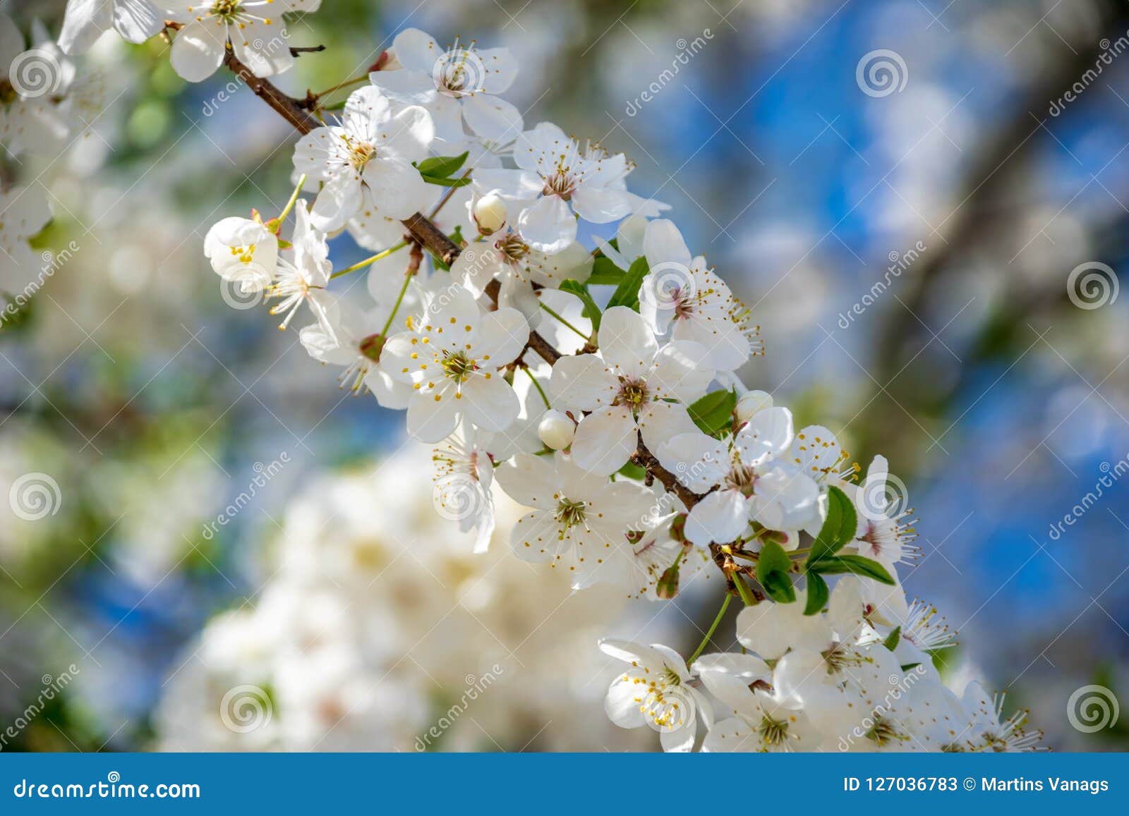Blooming Apple Tree in Early Spring Stock Image - Image of environment ...