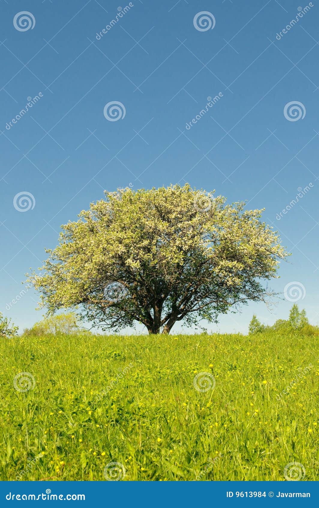 Blooming Apple Tree in Field Stock Photo - Image of landscape, grass ...