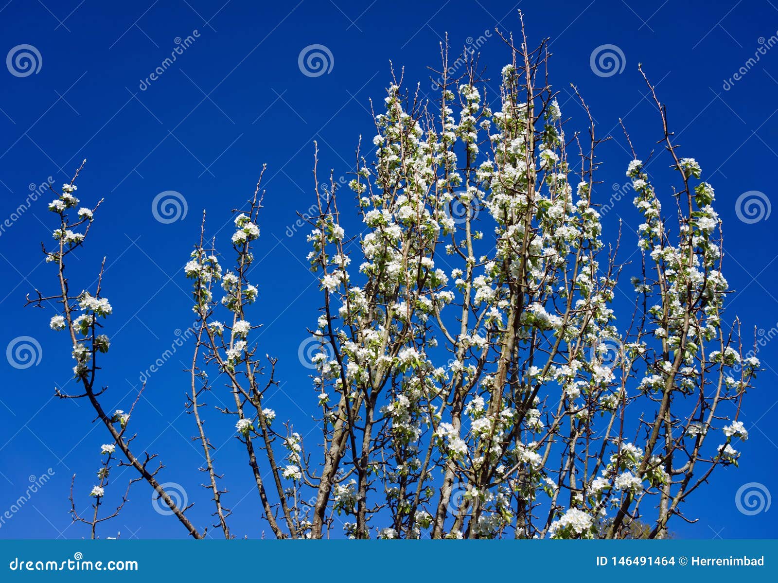 Blooming Apple Tree in Front of Blue Sky Stock Photo - Image of ...