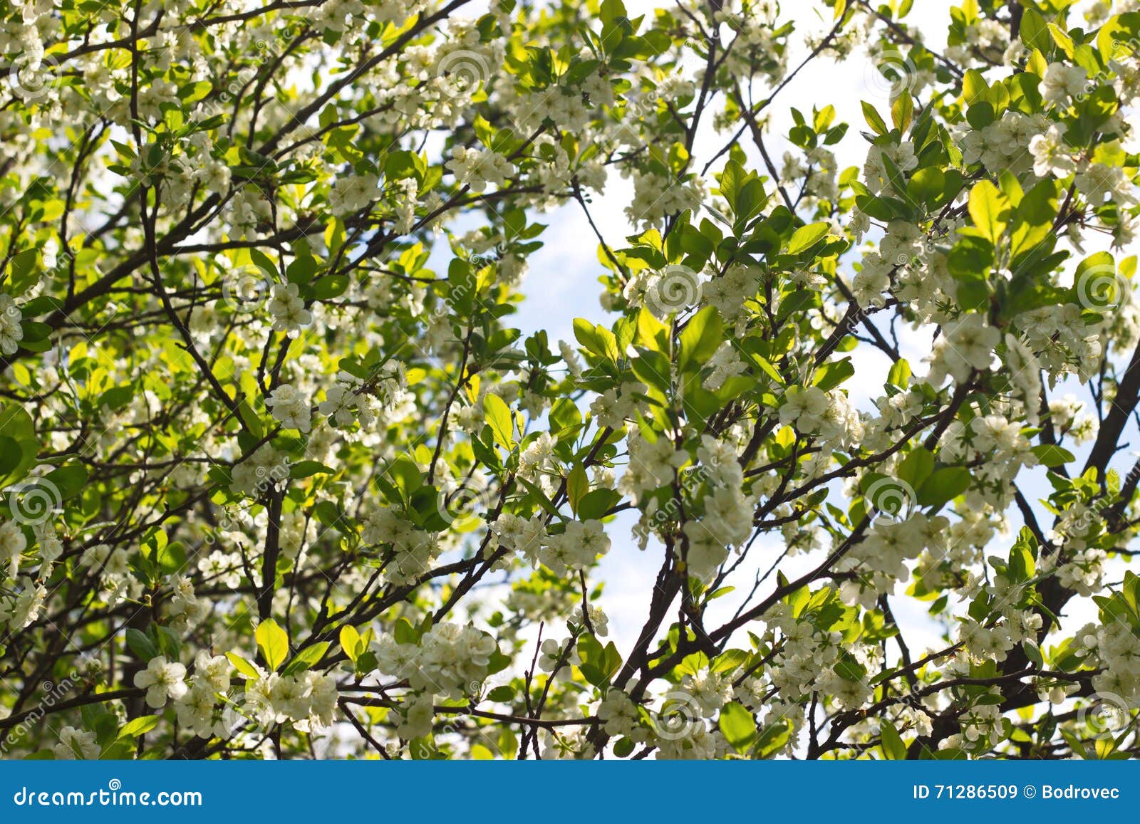 Blooming Apple Tree in the Garden Stock Image - Image of garden, nature ...