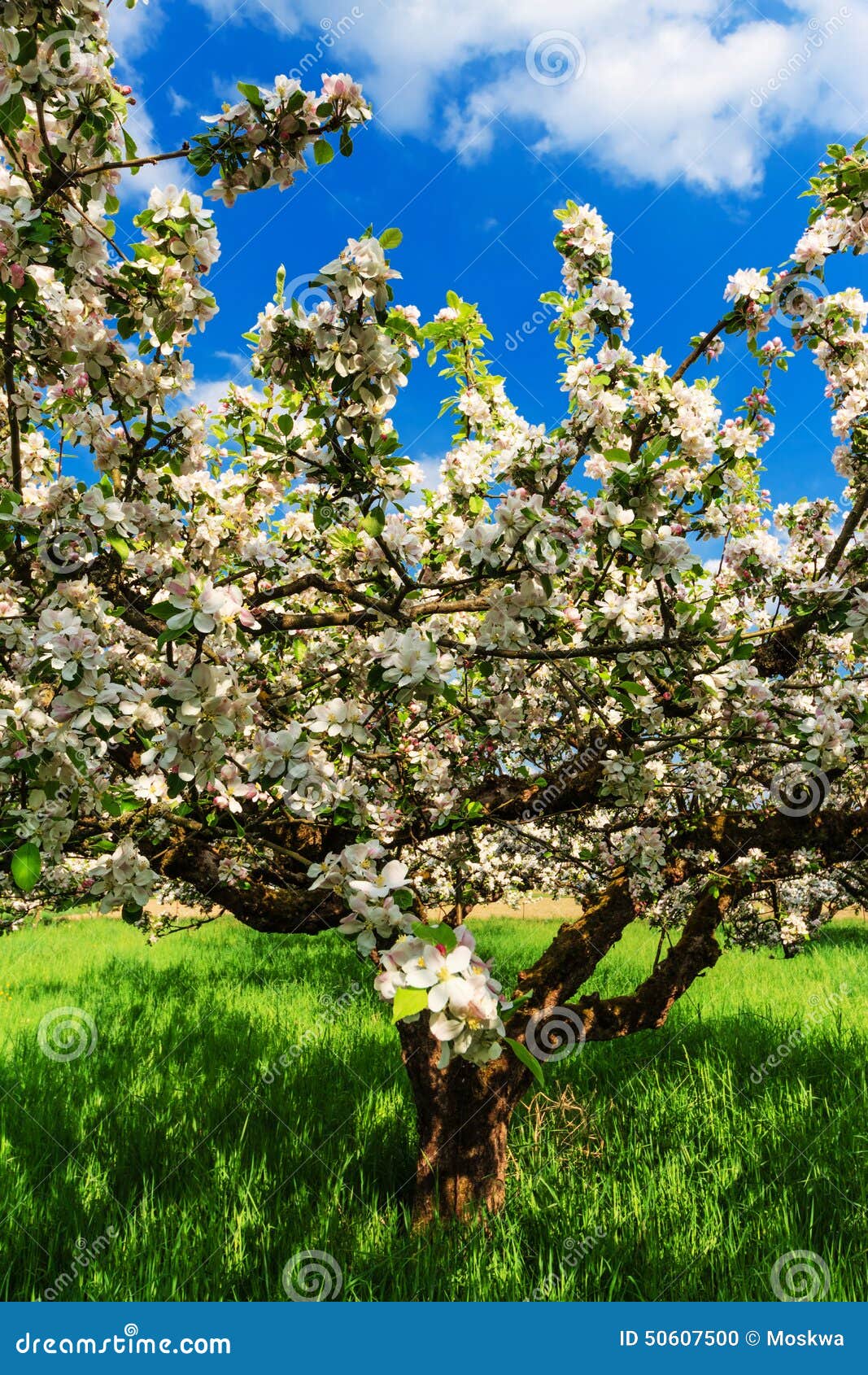 Blooming apple tree stock photo. Image of grass, blue - 50607500