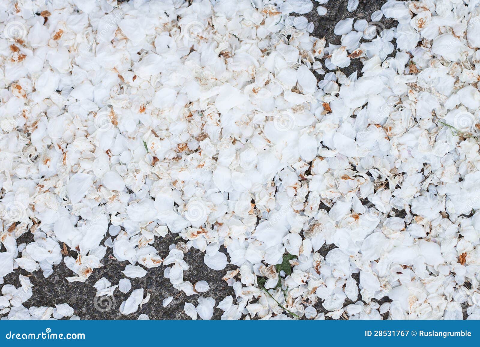 Blooming Apple Tree Petals on the Ground Stock Image - Image of fresh ...