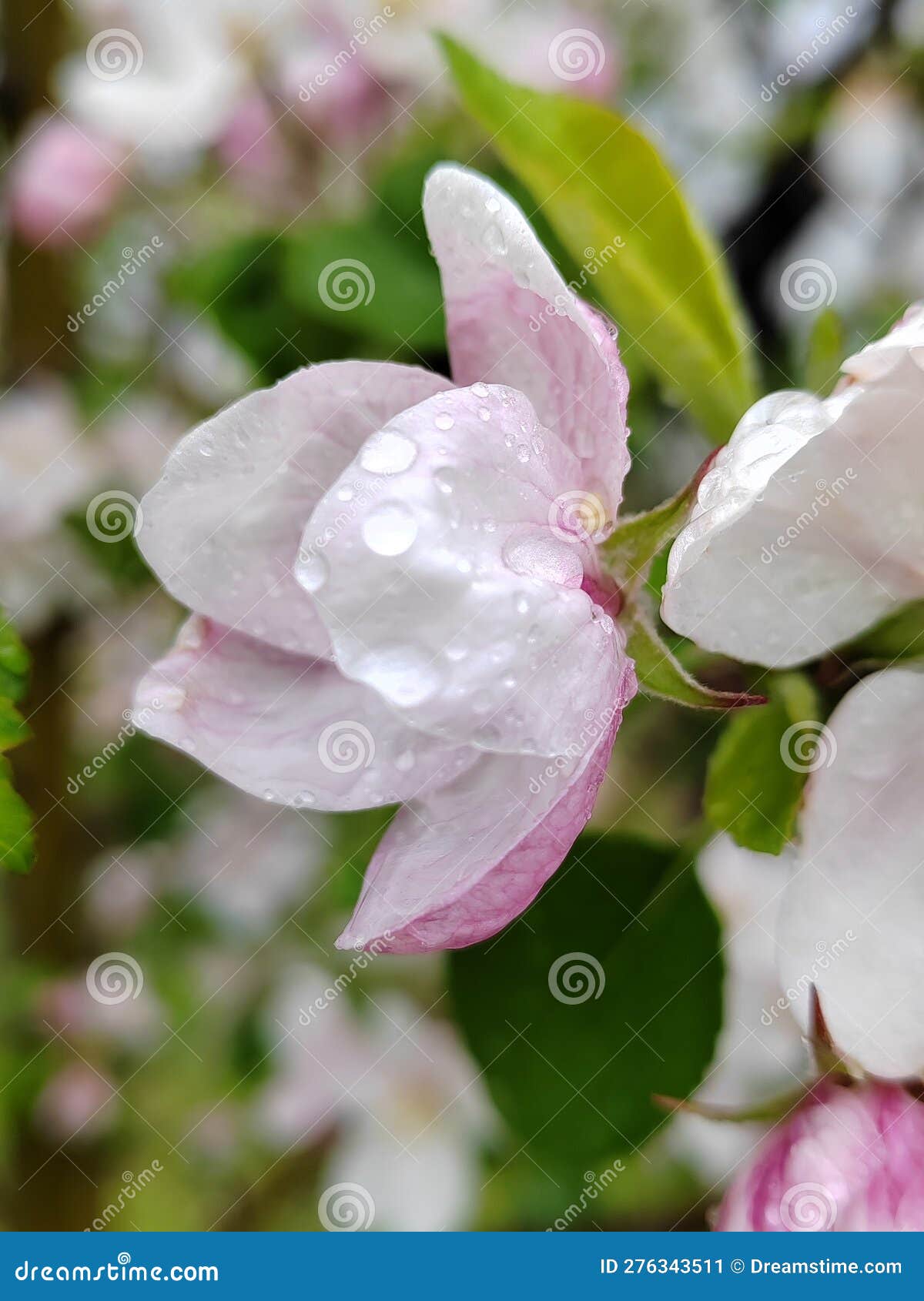 Magnificent Apple Tree Bay With Pines On The Beach In Abel Tasman ...