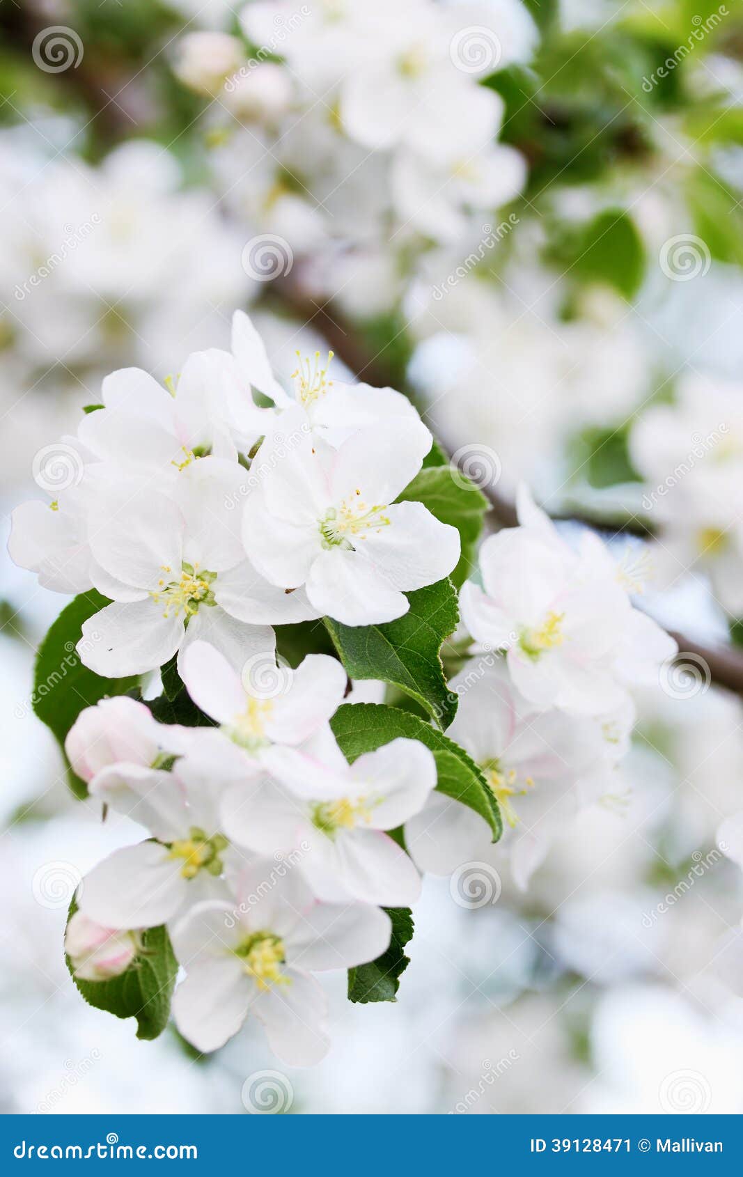 Blooming Apple Tree in Spring Stock Image - Image of concepts, growth ...