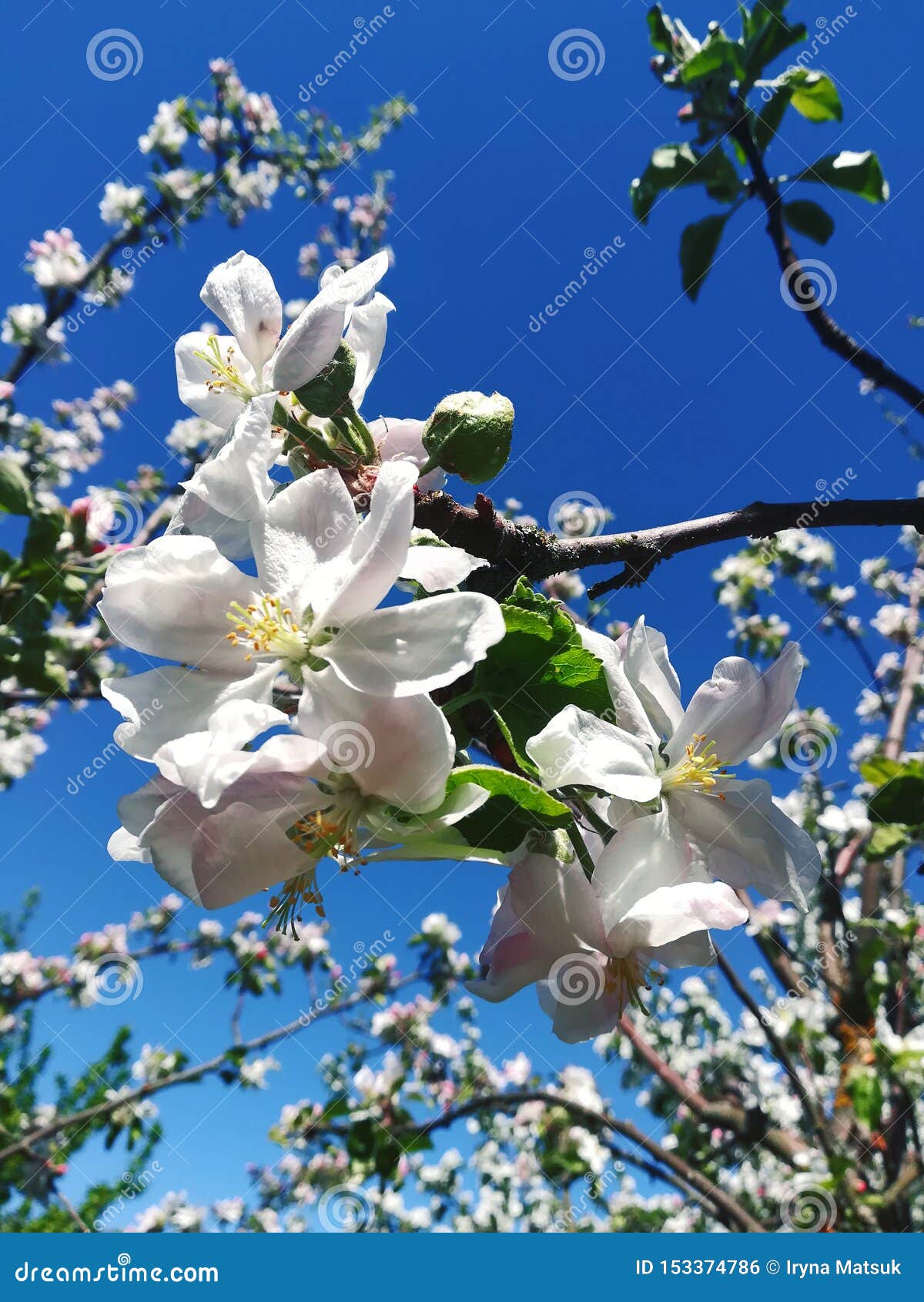Blooming Apple Tree in Spring Closeup with Blurred Background. Stock ...