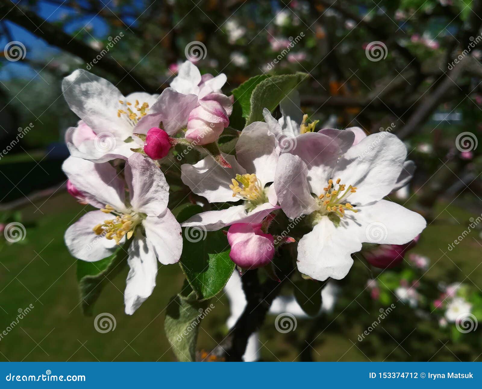Blooming Apple Tree in Spring Closeup with Blurred Background. Stock ...
