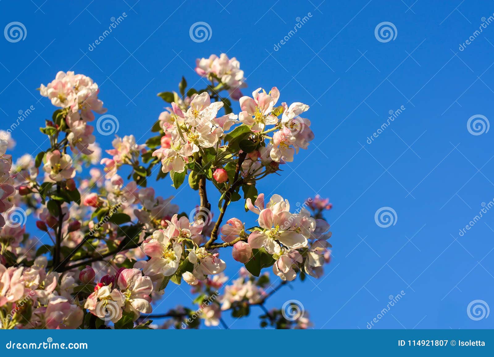 Blooming Apple Tree at Spring in Countryside. Stock Image - Image of ...