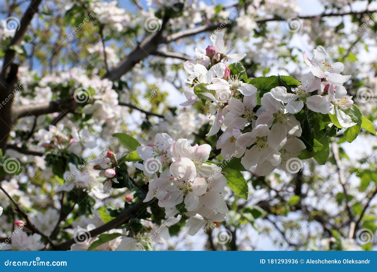 Blooming Apple Tree. Spring Flowering. Stock Photo - Image of branch ...