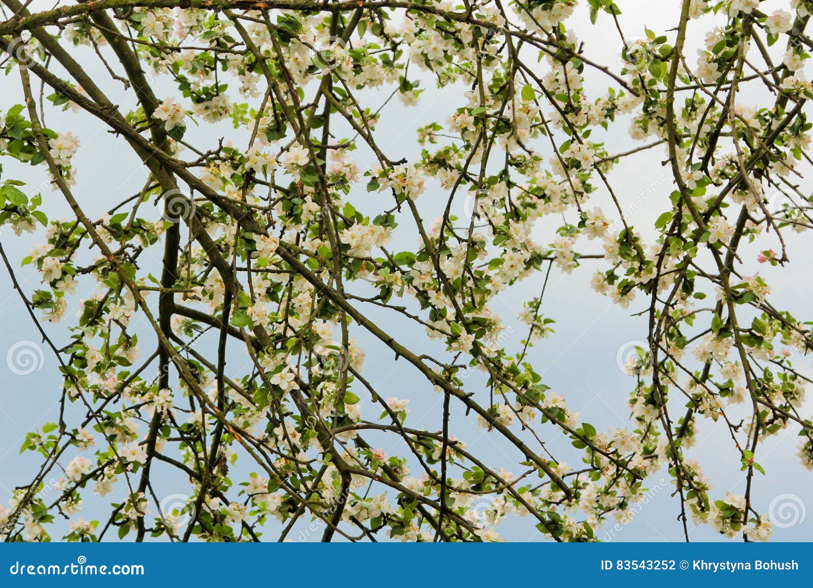 Blooming Apple Tree in Spring Time for Background Stock Photo - Image ...