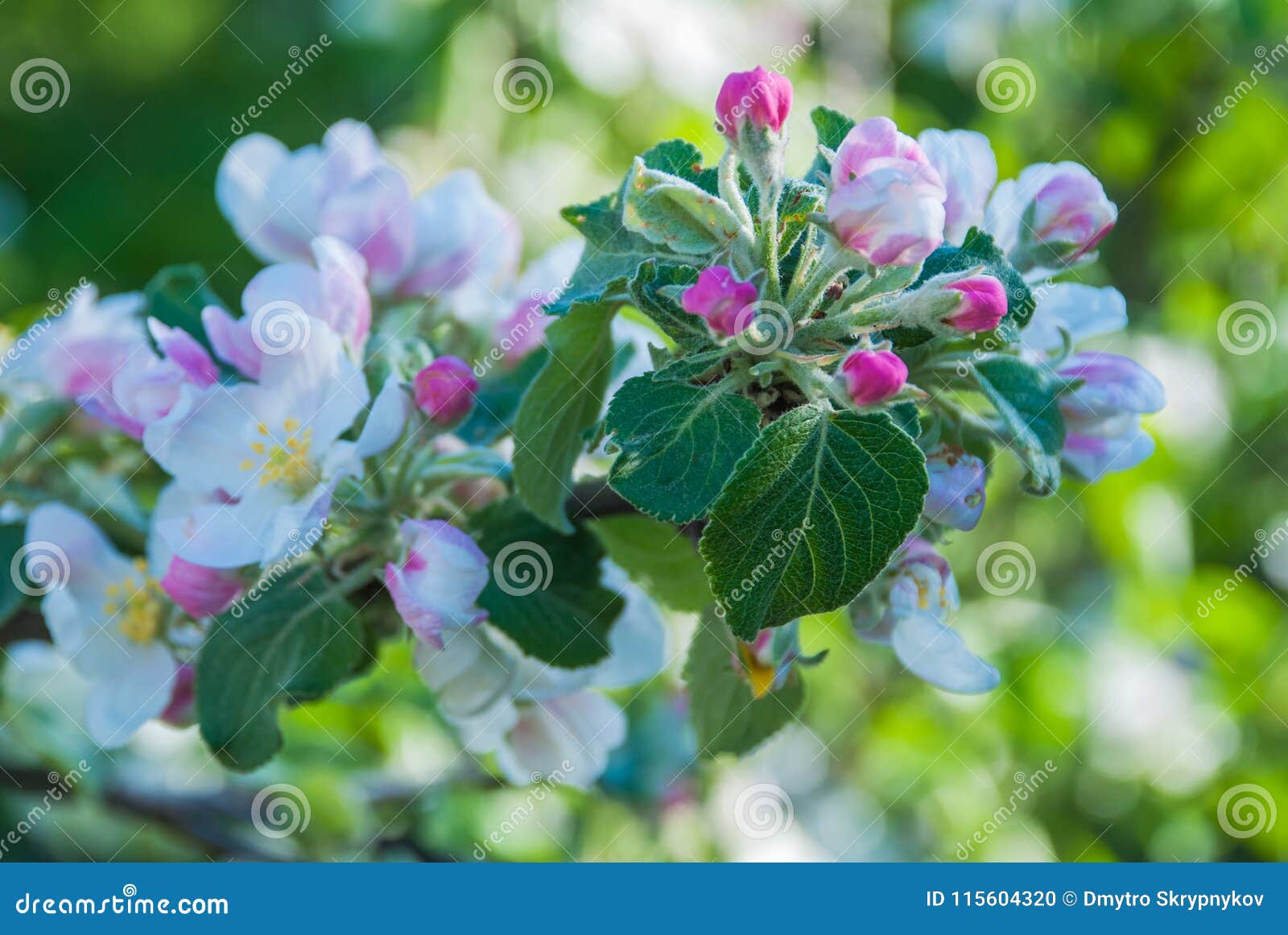 Blooming Apple Tree in Spring Time Stock Photo - Image of gardening ...