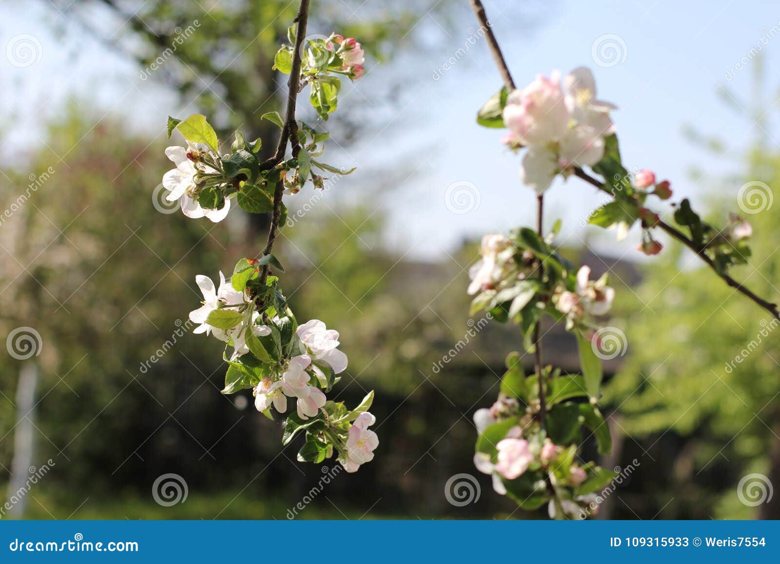 Blooming Apple Tree in Spring Time Stock Image - Image of garden ...