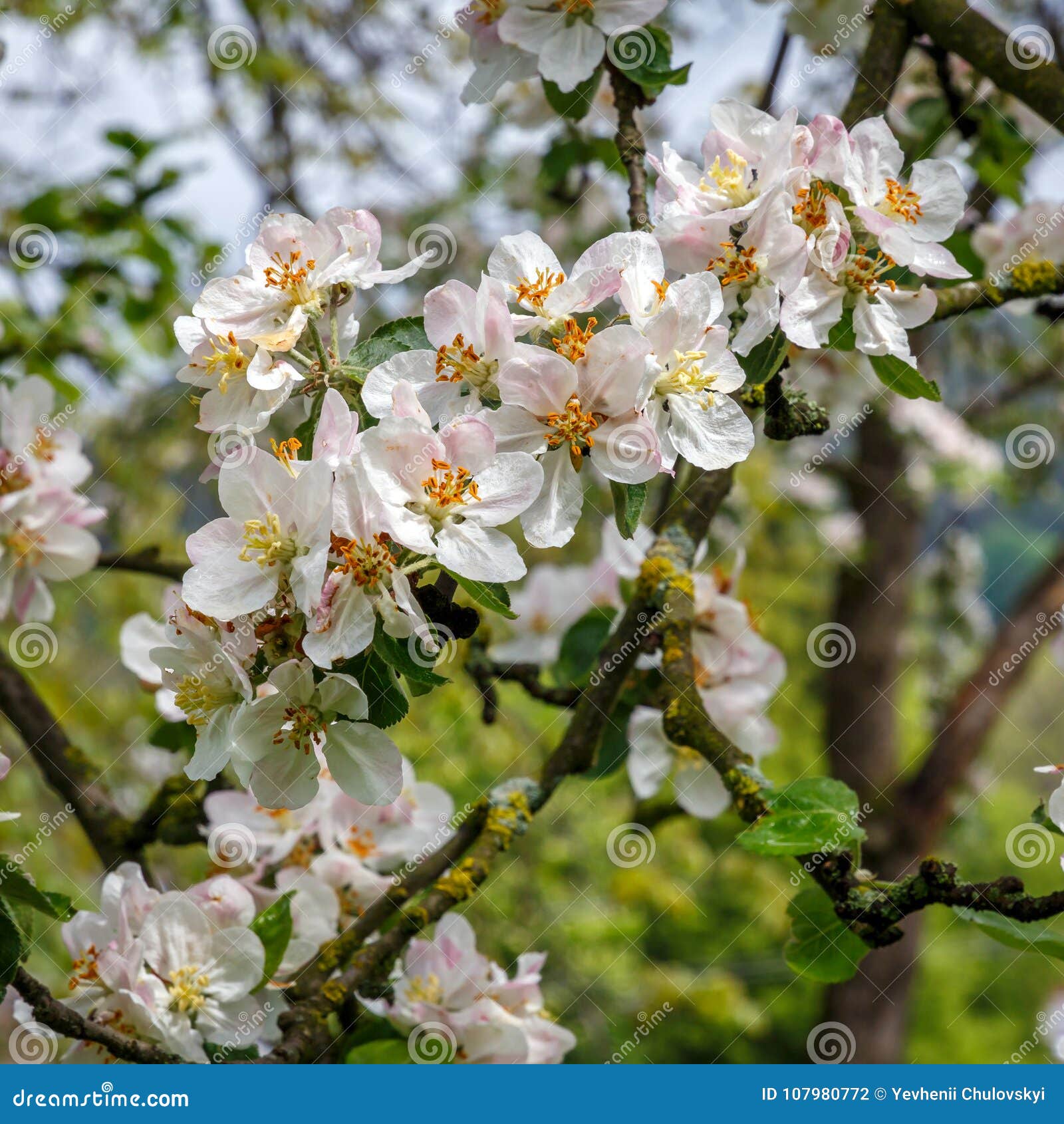Blooming Apple Tree in Spring Time. Close Up Stock Photo - Image of ...