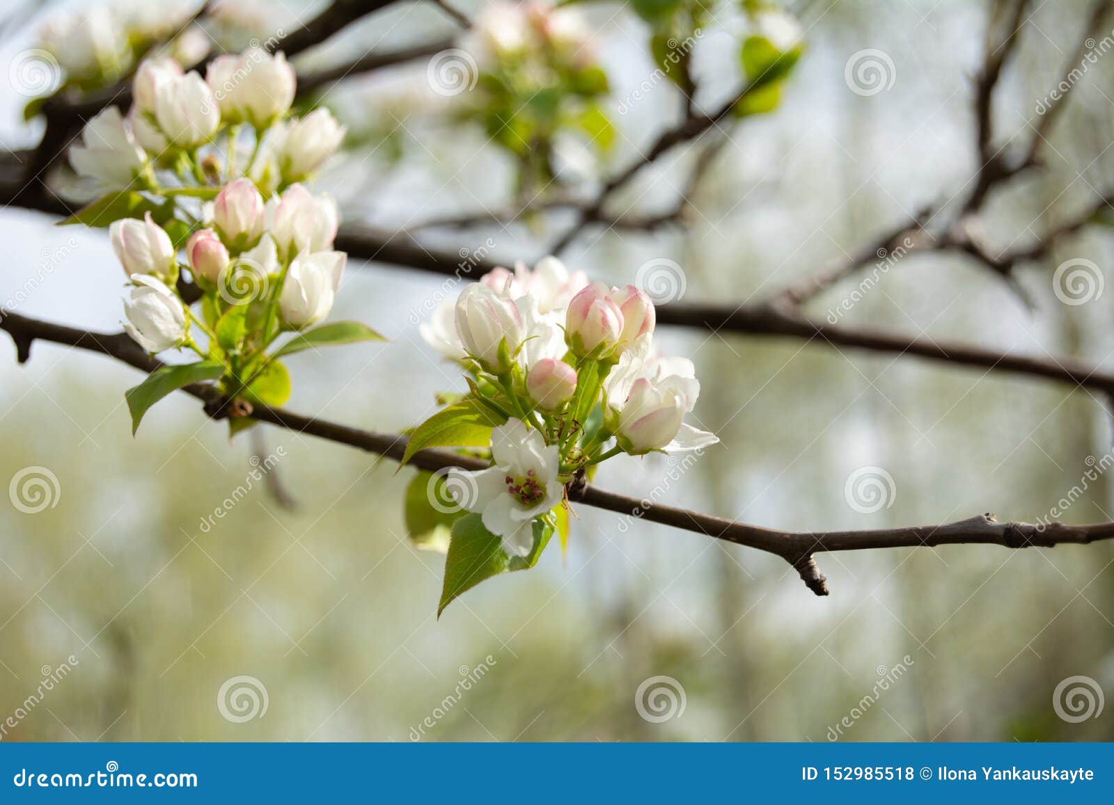 Blooming Apple Tree in Spring Time Stock Photo - Image of pink ...