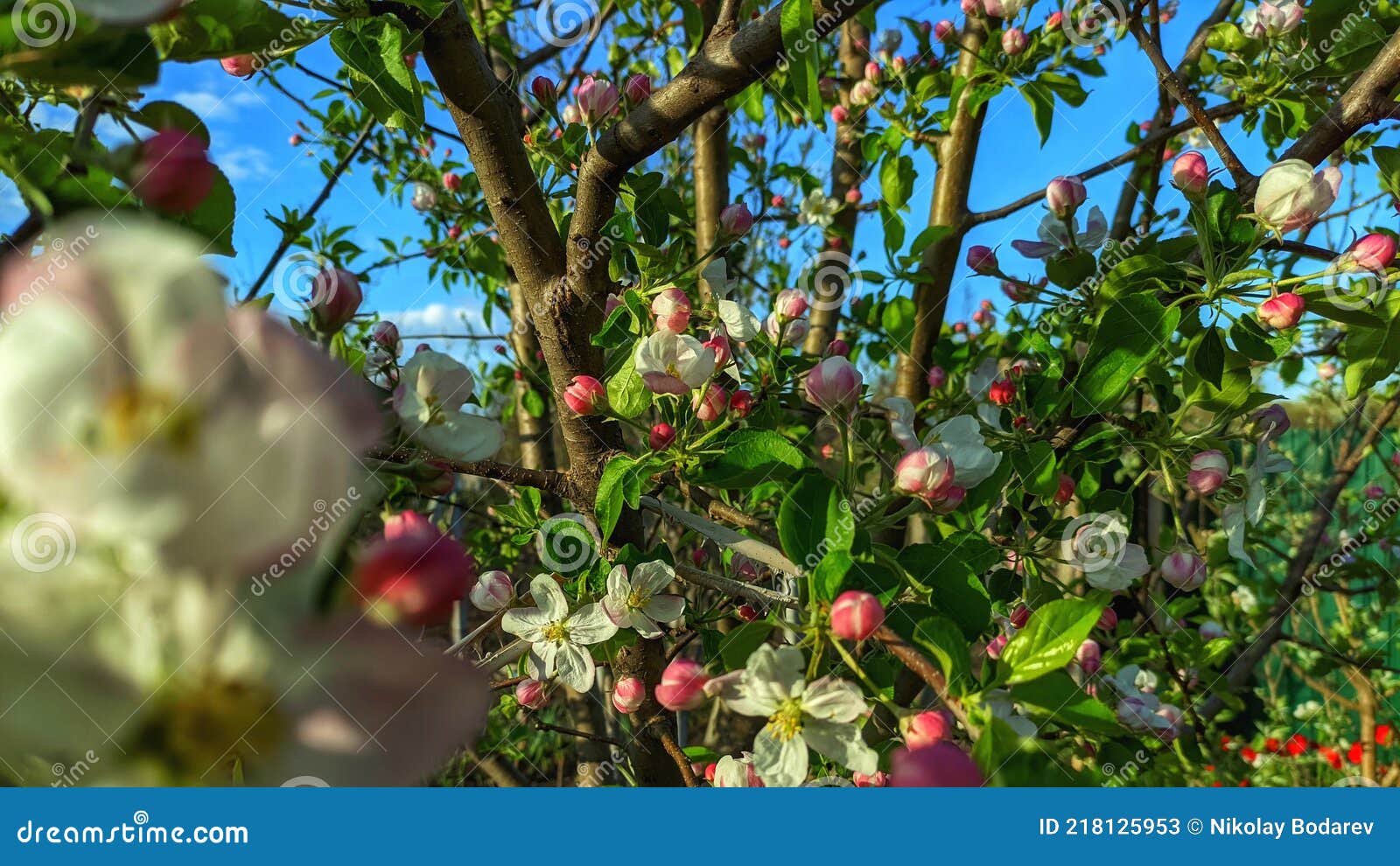 Blooming apple tree stock image. Image of tree, blossom - 218125953