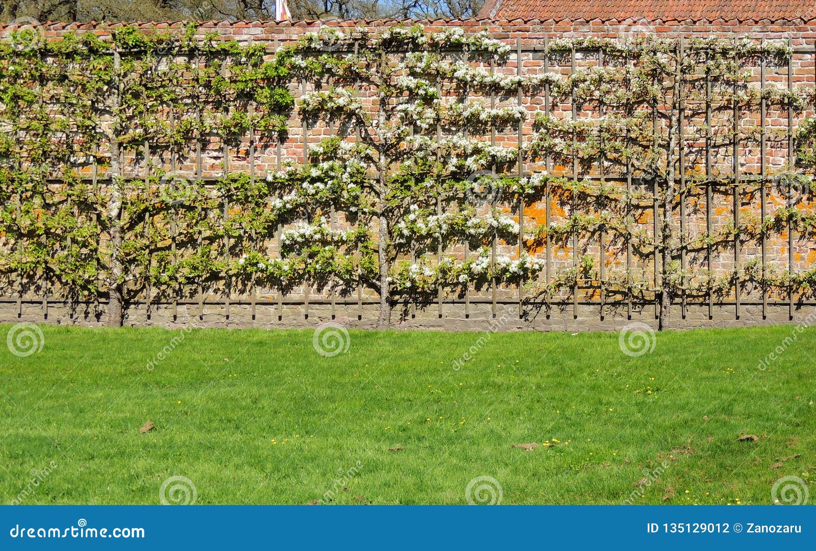 Blooming Apple Tree on Trellis at Brick Wall Stock Photo - Image of ...
