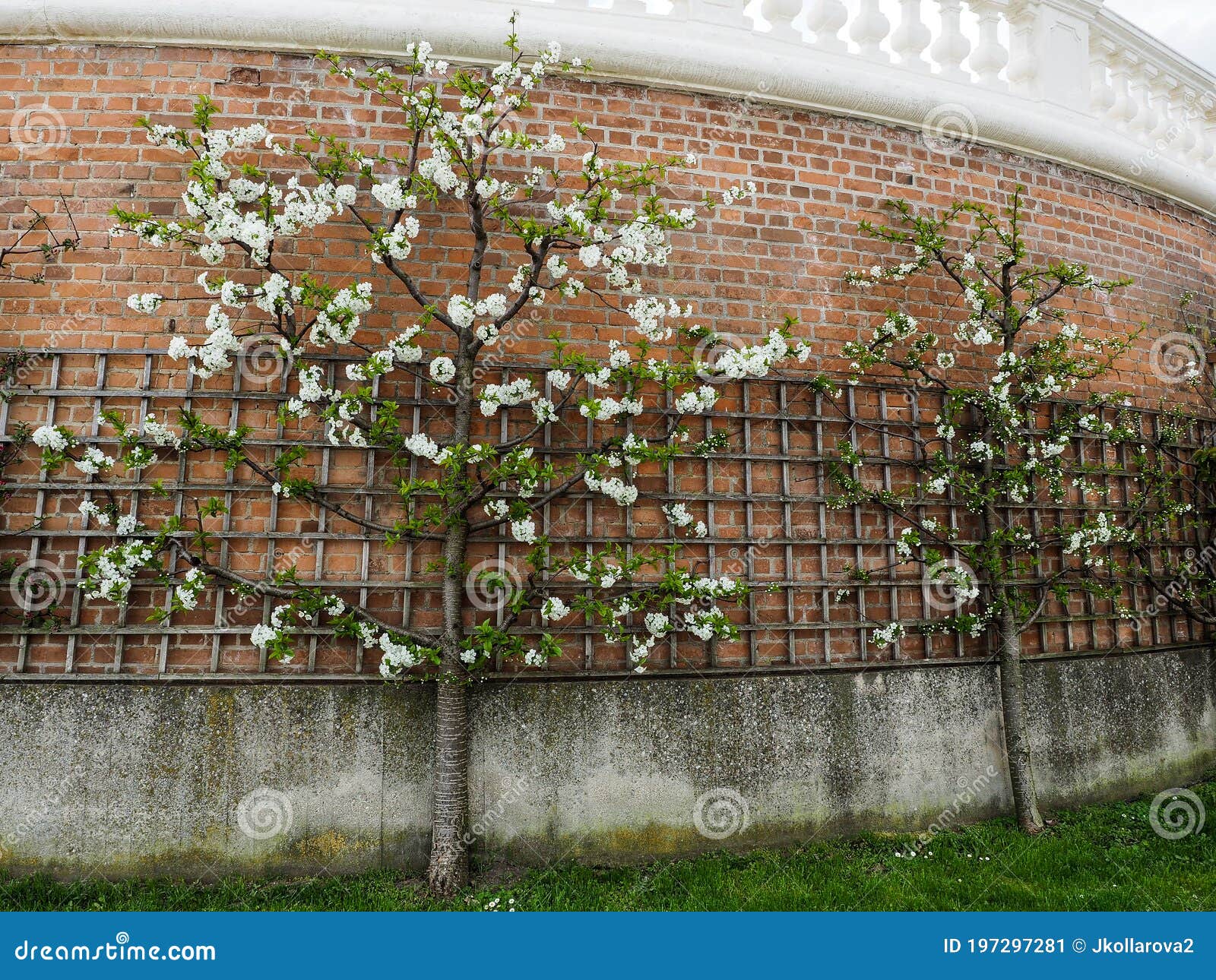 Blooming Apple Tree on Trellis at Brick Wall Stock Image - Image of ...
